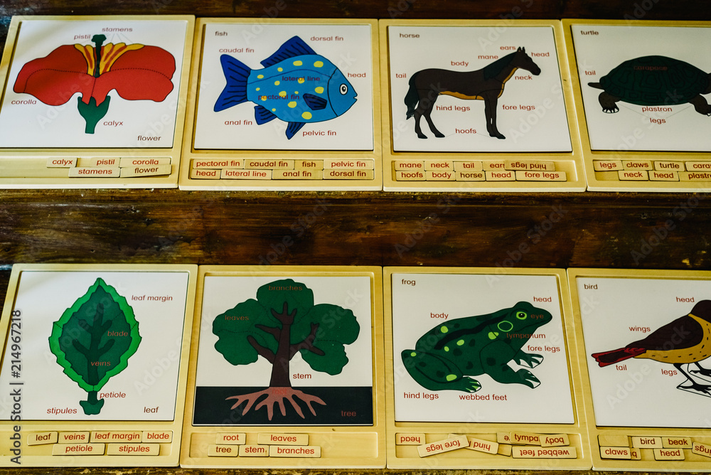 Cards with names of animals in a Montessori school. Stock Photo | Adobe ...