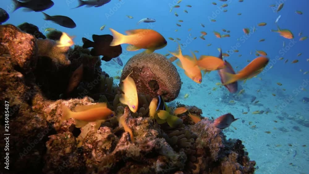 Clownfish and Yellow Tail Purple Sailfin. Picture of clownfish ...