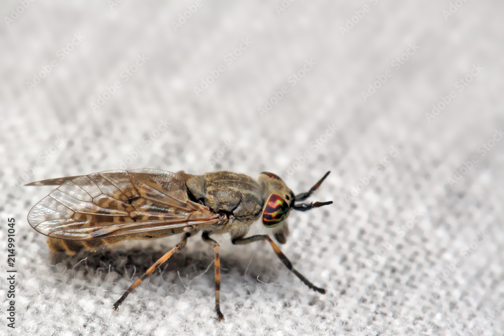 Insect horse-fly with color eyes on the fabric of clothes. Stock Photo ...