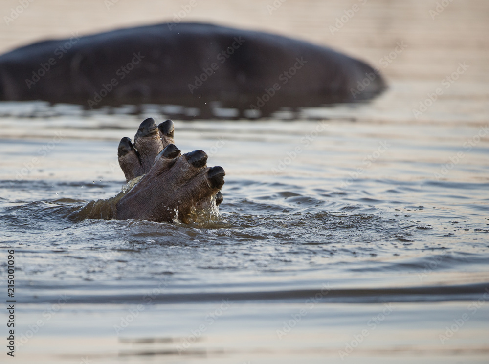 Hippo feet sticking out of a river, South Africa Stock Photo | Adobe Stock
