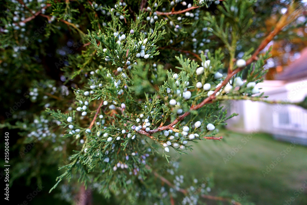 Branch of Spruce with a Small White Bumps. Branch of a Pine with Bumps ...