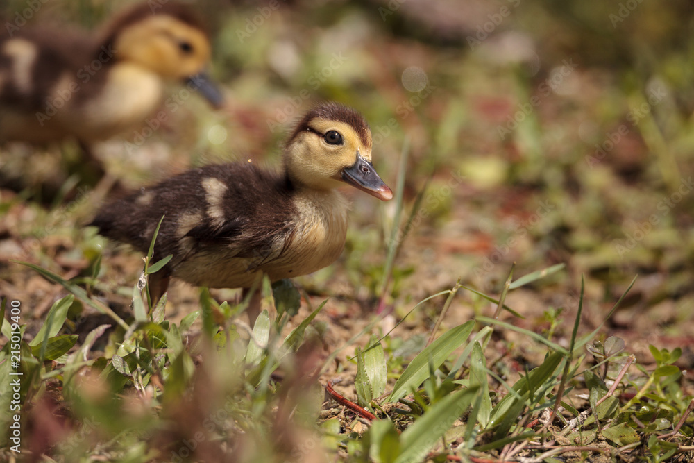 Little brown Baby Muscovy ducklings Cairina moschata flock Stock Photo ...