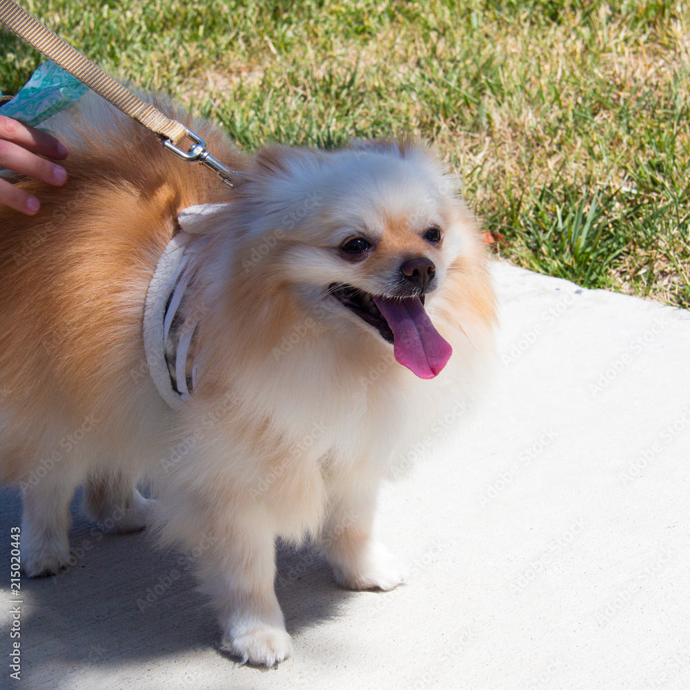 Beautiful and happy white and gold Pomeranian puppy dog with fluffy ...