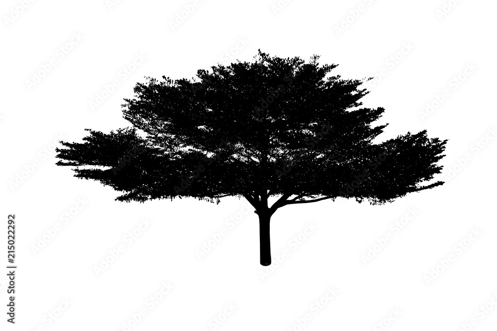 Black tree shadow silhouette on white background Stock Photo | Adobe Stock