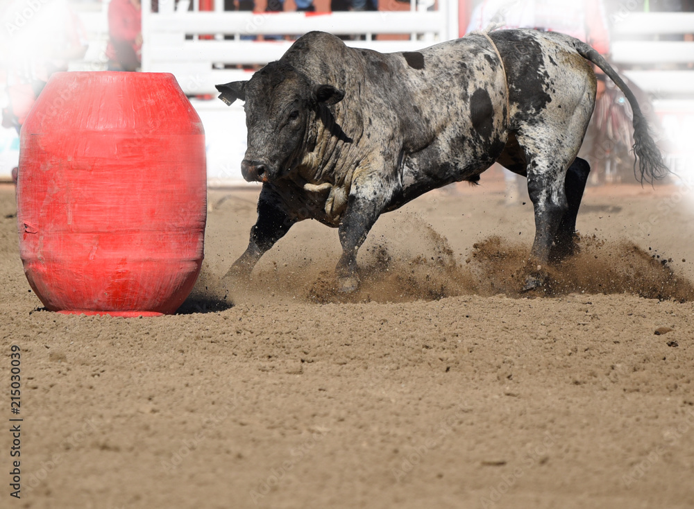 Bull and barrel at rodeo Stock Photo | Adobe Stock