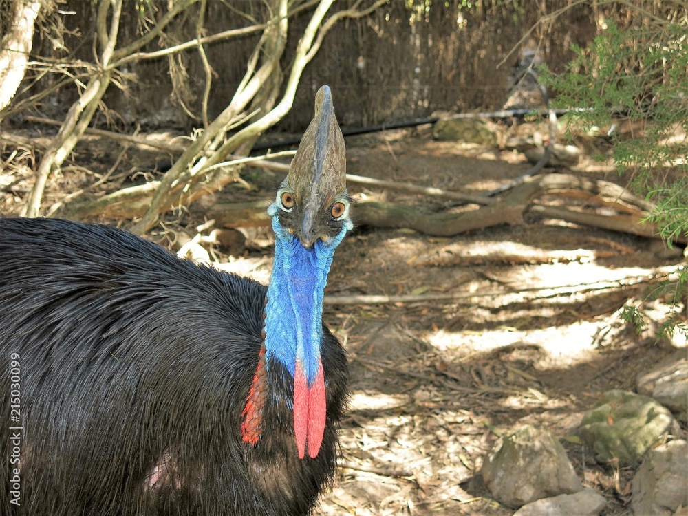 cassowary in the rainforest of Queensland Stock Photo | Adobe Stock