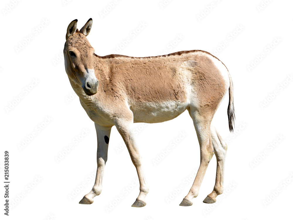 Photo & Art Print Turkmenian kulan (Equus hemionus kulan) isolated on a ...