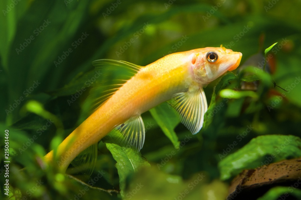 Orange Freshwater Aquarium Fish