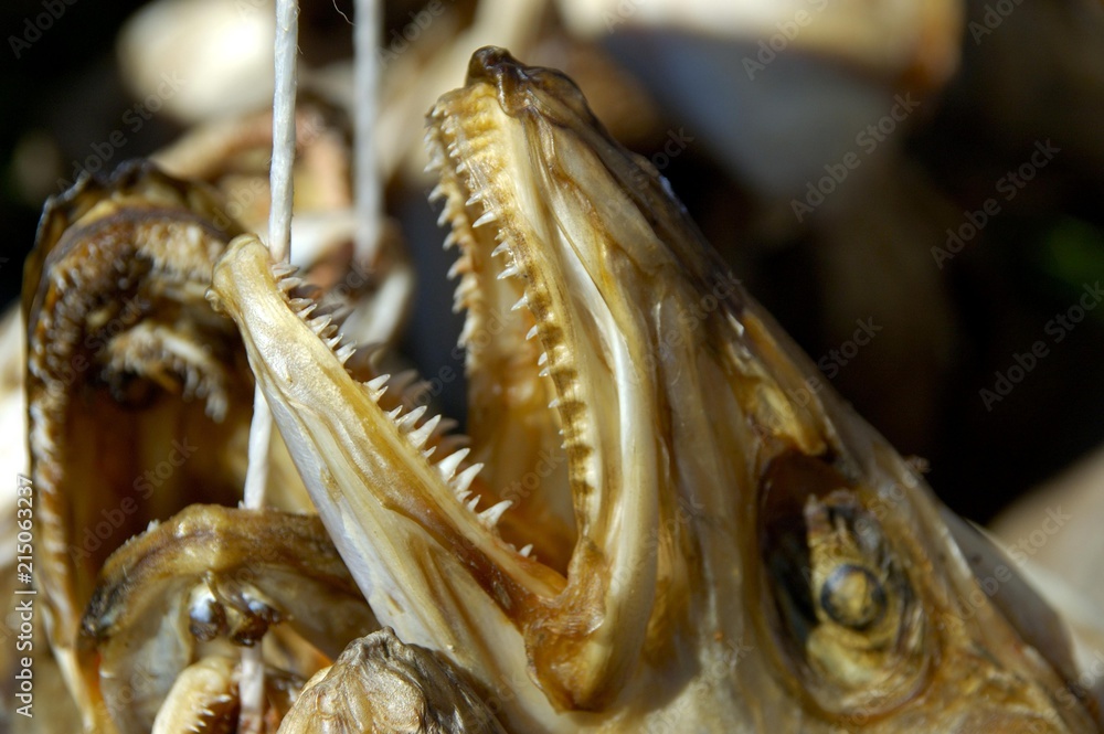 Heads of stockfish with a set of teeth near Reine Moskenesoya Lofoten ...