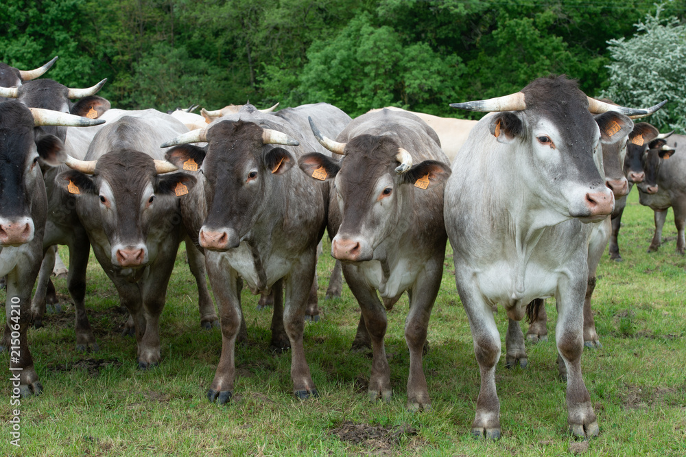 Bazadaise cows and calves daisy in the meadow Stock Photo | Adobe Stock