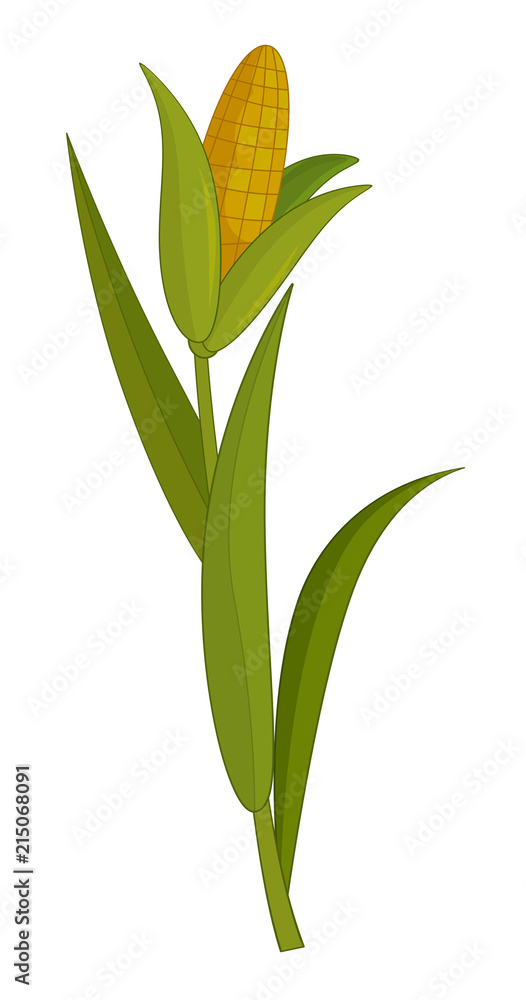 cartoon scene with corn on white background - illustration for children ...