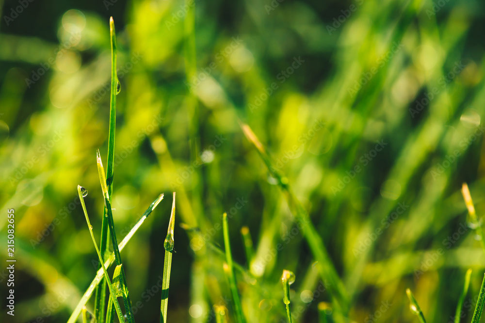 Blade Of Grass Up Close