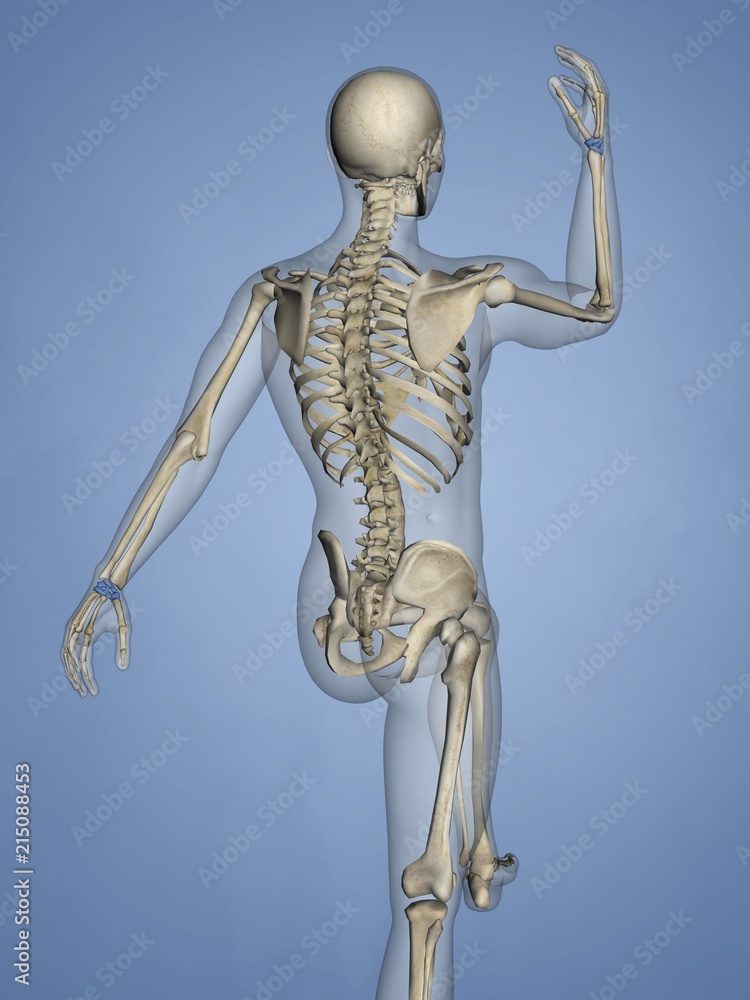 Carpus, Human Skeleton, 3D Model Stock Illustration | Adobe Stock