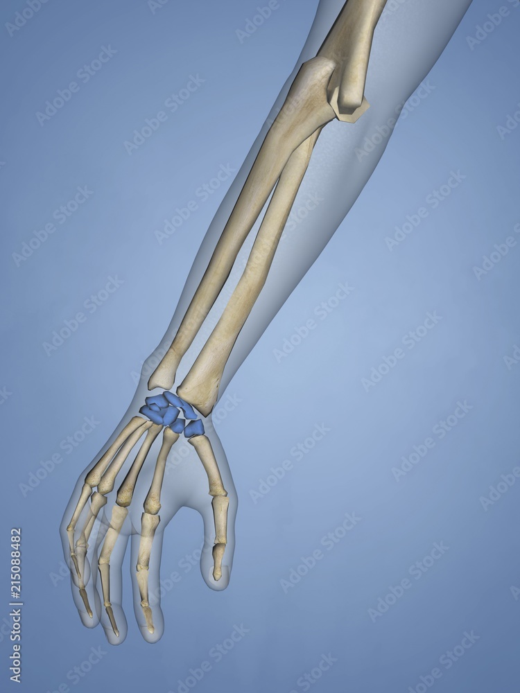 Carpus, Human Skeleton, 3D Model Stock Illustration | Adobe Stock