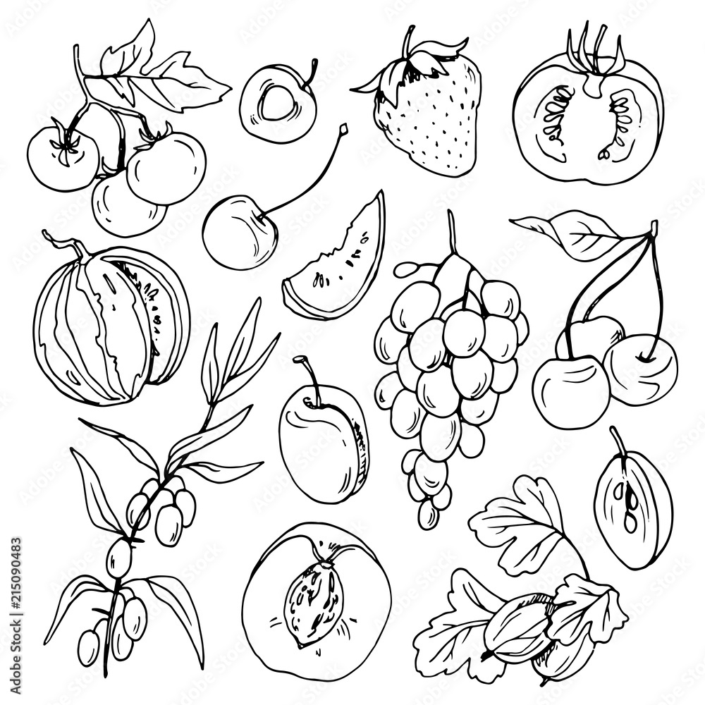 Berries and fruits, vector set of line drawings for design and ...