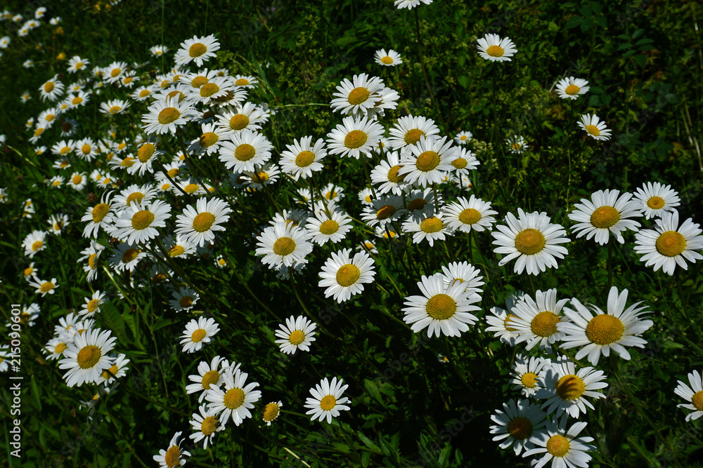 Magerwiesen-Margerite; Leucanthemum vulgare; foto de Stock | Adobe Stock