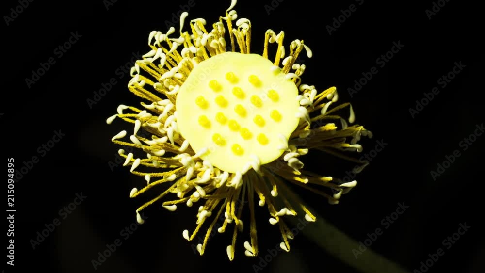 Life cycle of the Lotus flower, the representing purity, peace ...