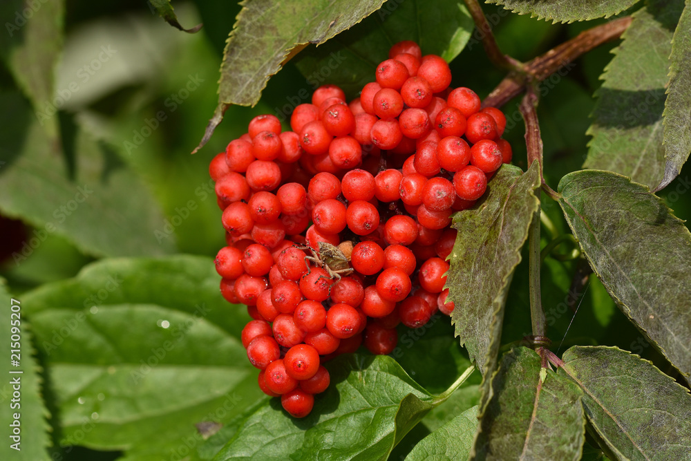 Roter Holunder, Trauben-holunder, Sambucus racemosa Stock Photo | Adobe ...