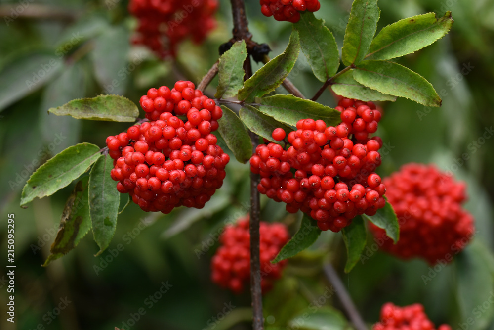 Roter Holunder, Trauben-holunder, Sambucus racemosa Stock Photo | Adobe ...