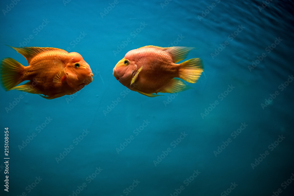 Orange Kissing Fish