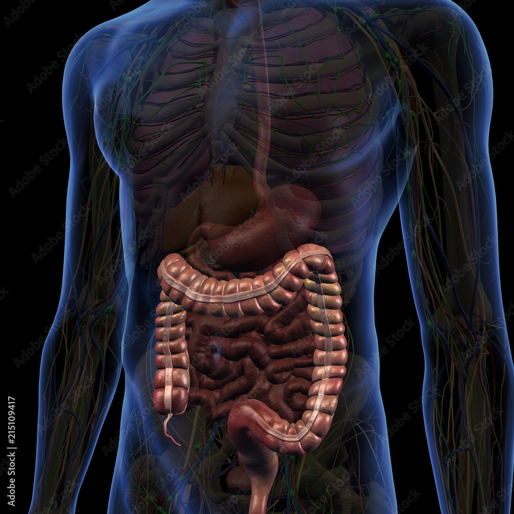 Male Internal Anatomy of Chest and Abdomen with Large Intestine ...