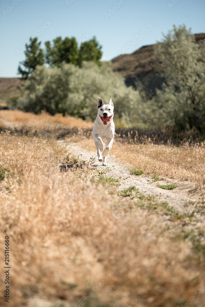 Pitbull And His Family