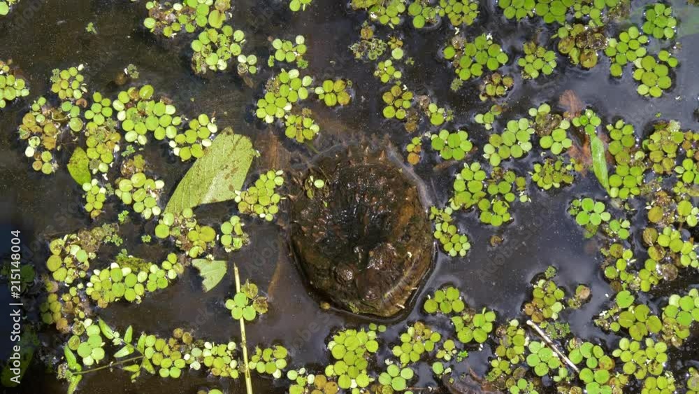 Snapping Turtle in swamp of Florida jungle. Snapping Turtle (Chelydra ...