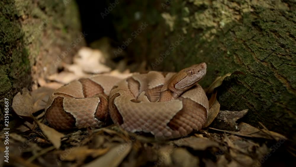 A Southern Copperhead, Agkistrodon contortrix contortrix, coiled next ...