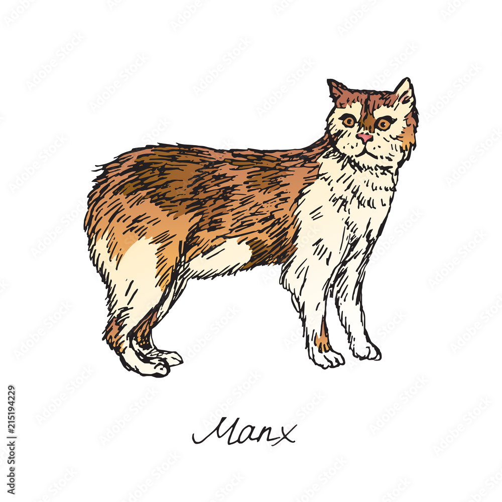 Manx Cat Breeders
