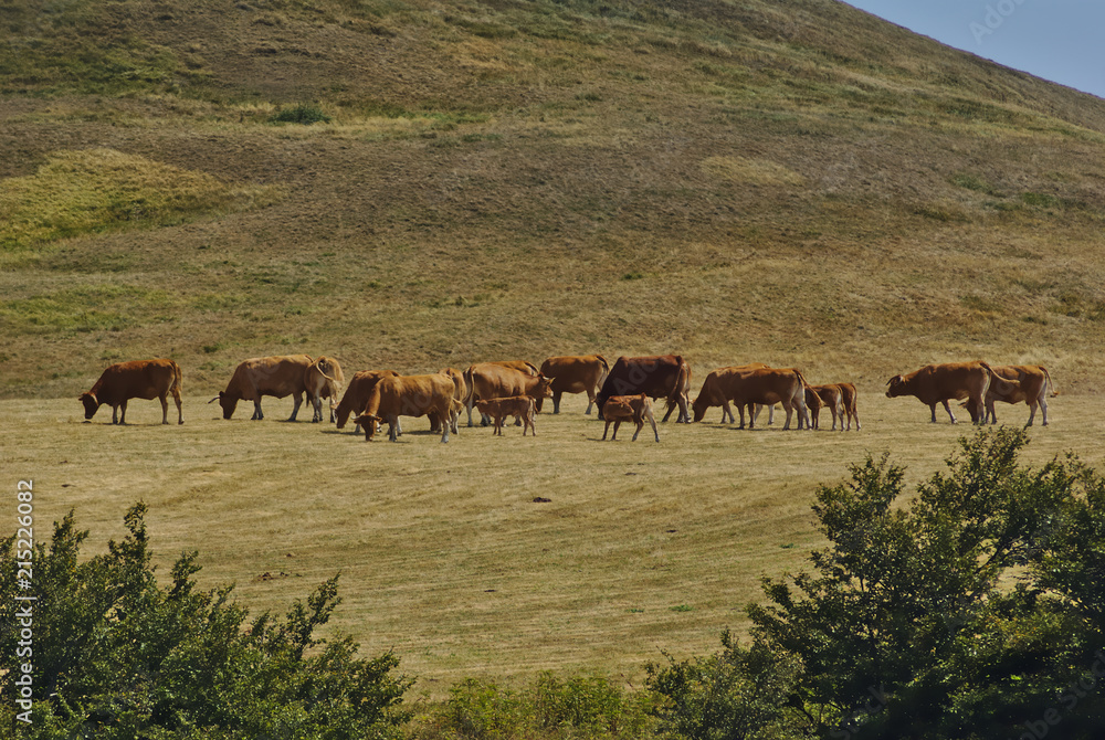 Bovini al pascolo sul monte nerone Stock Photo | Adobe Stock