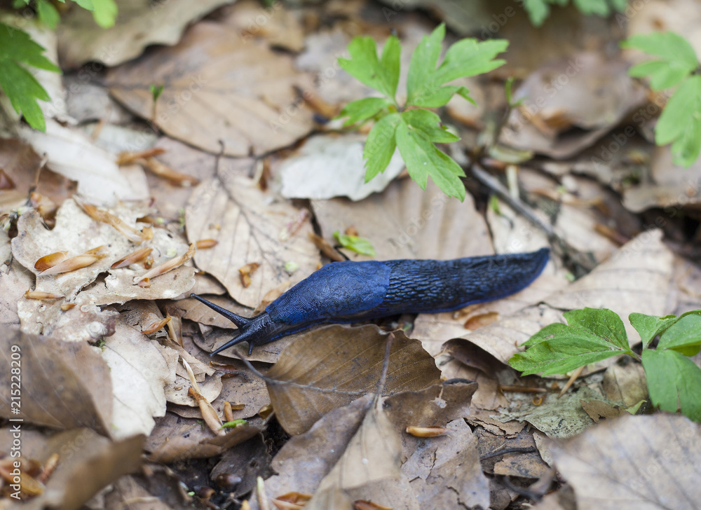 Bielzia coerulans blue slug crawls dry leaves, top view Stock Photo ...