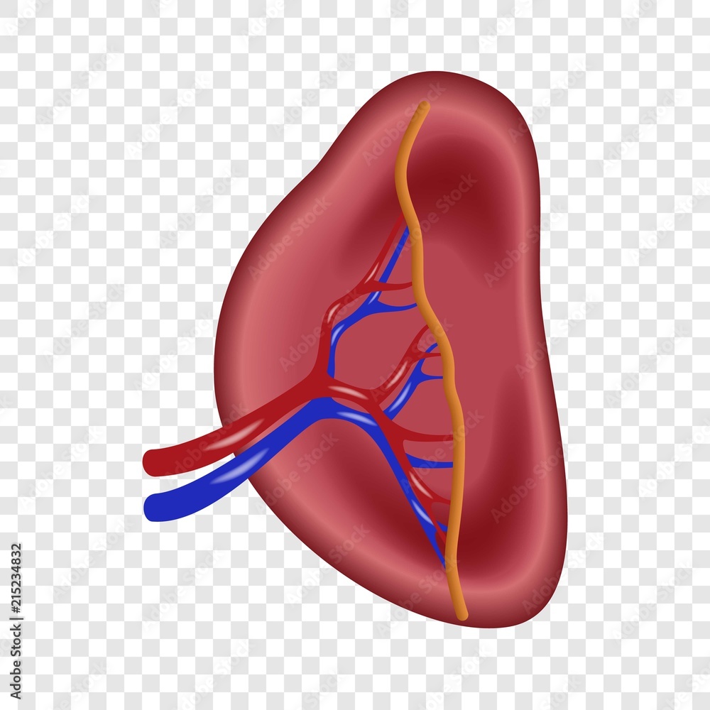 Structure of human spleen icon. Realistic illustration of structure of ...