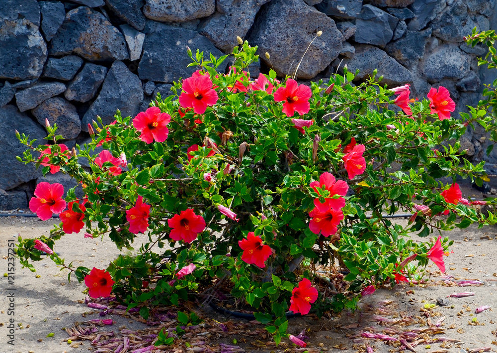 Hibiscus bush with red flowers (China rose,Gudhal,Chaba,Shoe flower) in ...