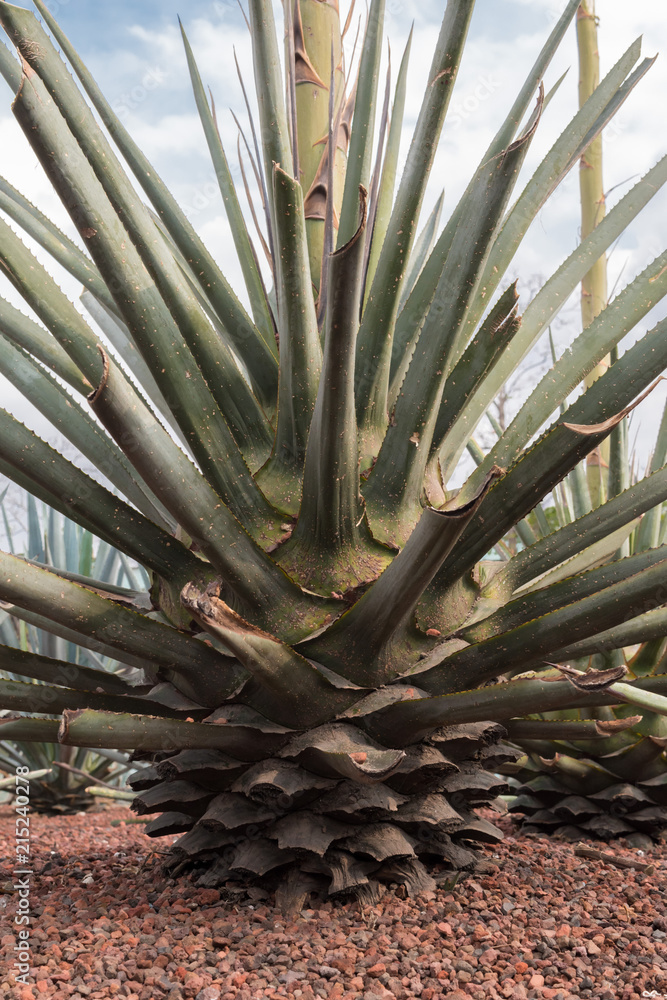 Agave Tequilana Weber Variedad Azul Mexico (Blue Agave) Stock Photo ...