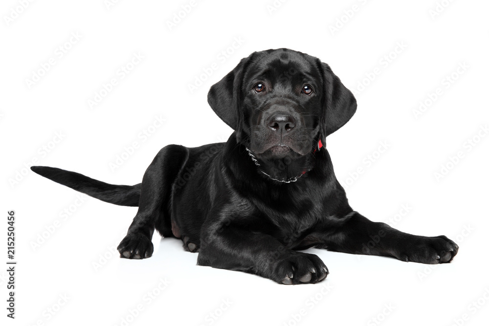 Labrador puppy on white background Stock Photo | Adobe Stock