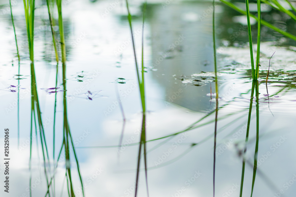 Amazing water skipper bugs floating on the water. The Gerridae are a ...