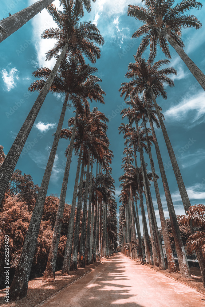 Vertical wide-angle shot from the ground of the alley with stunning ...