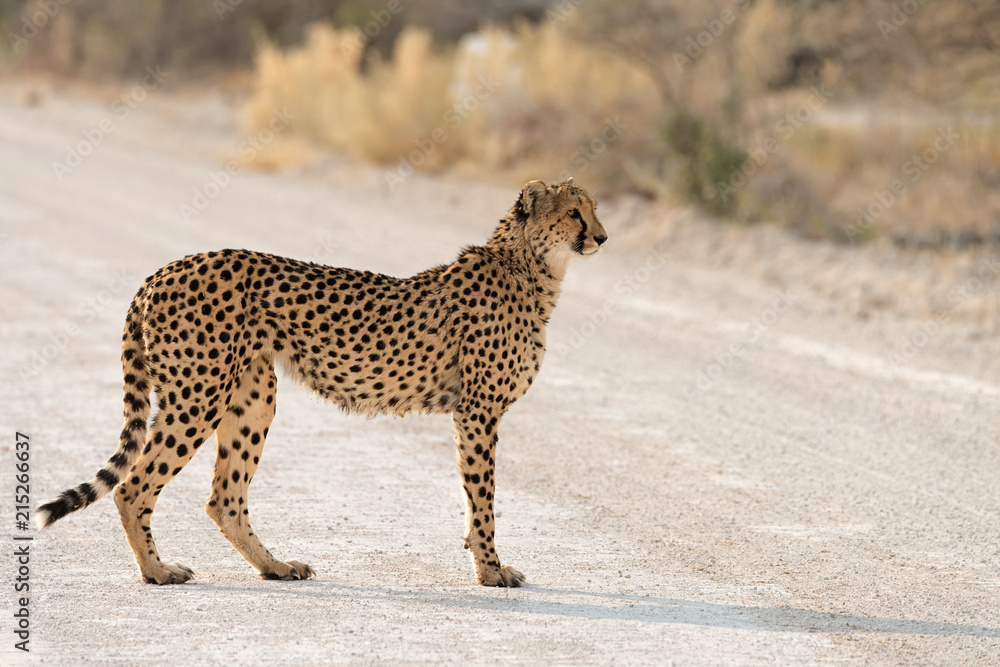 Female cheetah crossing the road in Etosha National Park, Namibia Stock ...