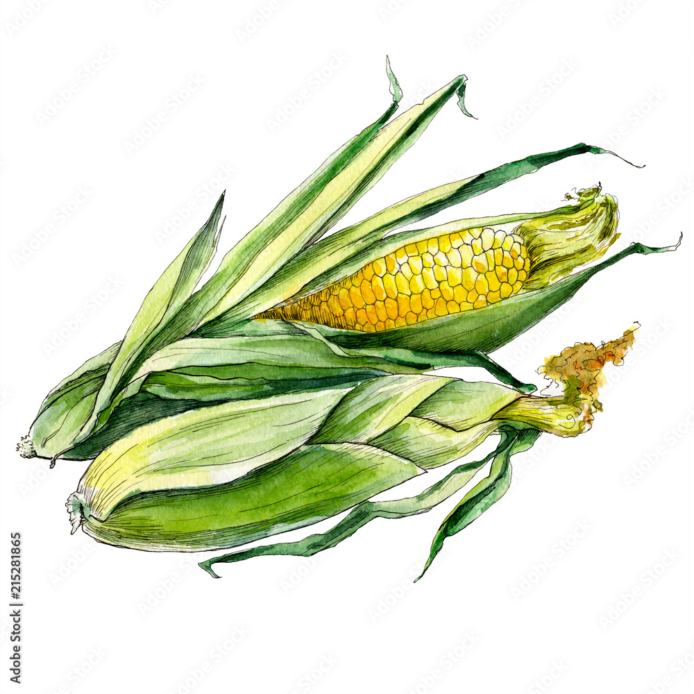 Corn. Hand drawn watercolor painting on white background. Stock ...