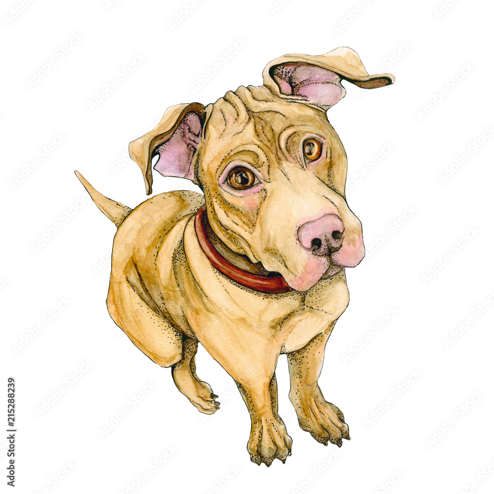 Yellow Pitbull Puppies