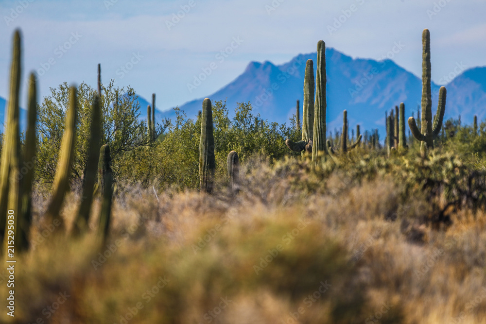 Fotka „San Nicolas..Sahuaros, Pitahaya, y otras especies de Cactus y ...