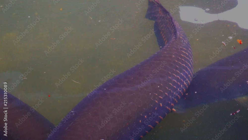 Arapaima gigas fish or pirarucu fish is big body in river Stock 비디오 ...