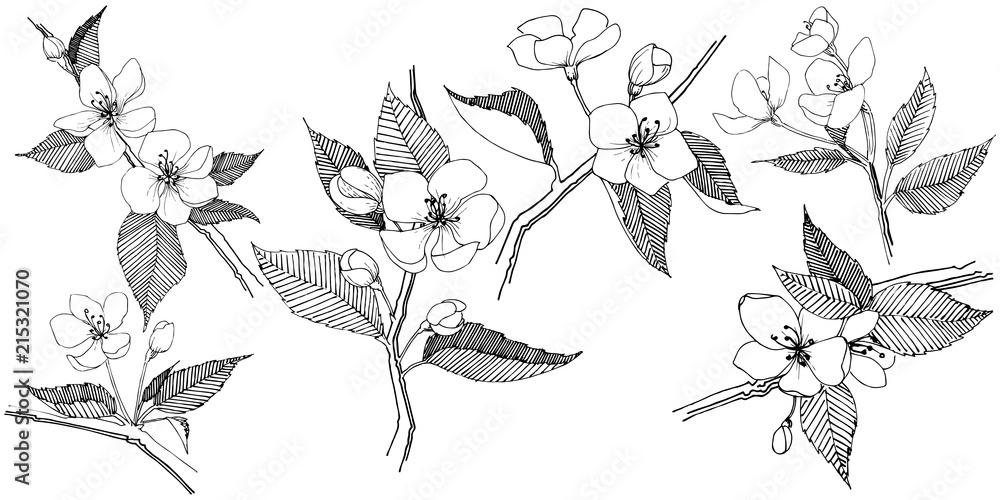 Apple bloom in a vector style isolated. Full name of the plant: Apple ...