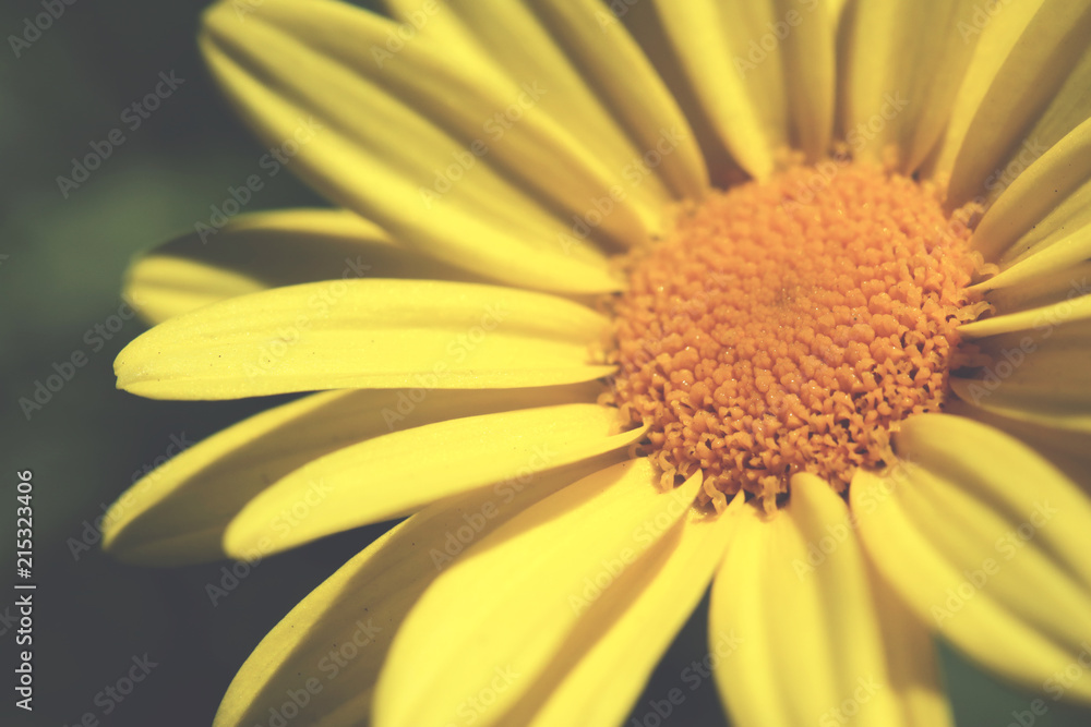 Euryops chrysanthemoides, African bush daisy, bull's-eye, Top view of ...