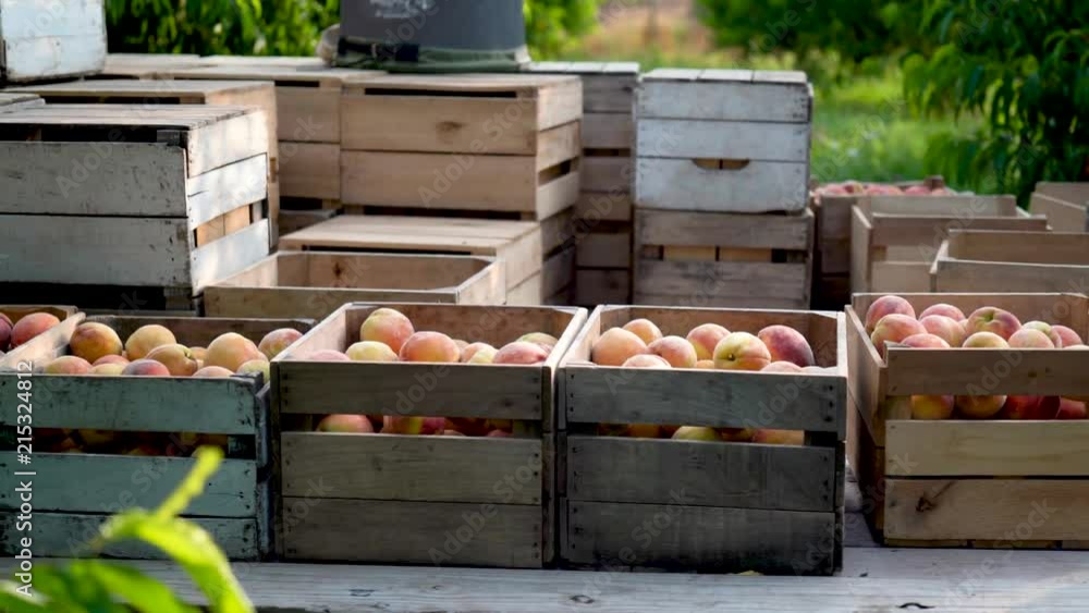 Panning to the left across a wagon loaded with crates of freshly picked ...