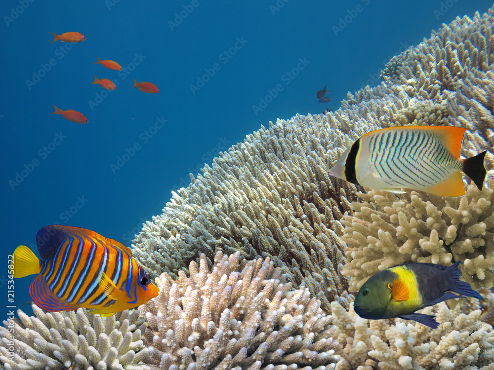 Beautiful finger coral Stock Photo | Adobe Stock