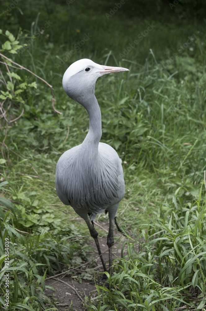 The blue crane, Grus paradisea, is a endangered species of birds ...
