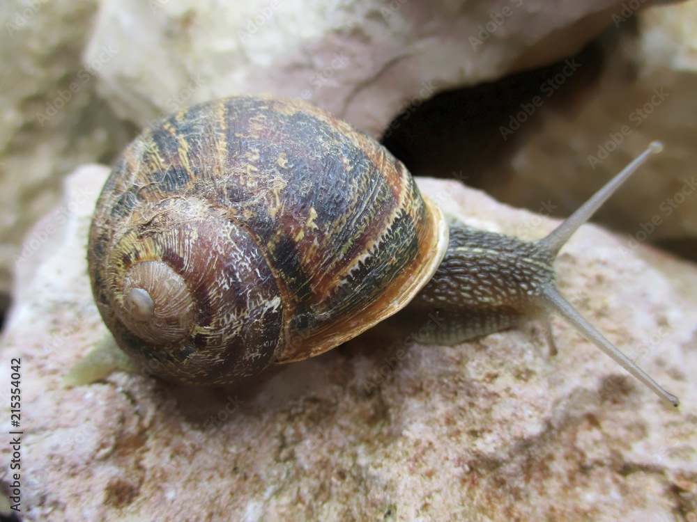 Escargot petit-gris, garden snail (Helix aspersa) rampant sur une ...