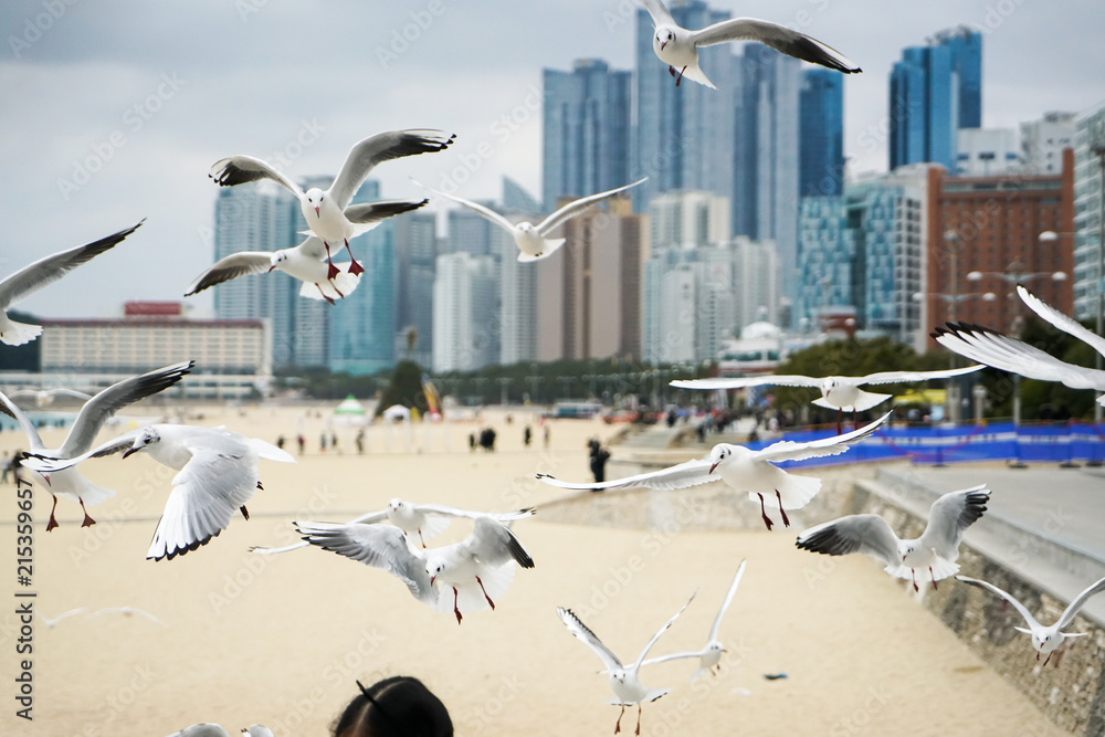 A many of black-tailed gulls that is a type of seagull is flying on the ...
