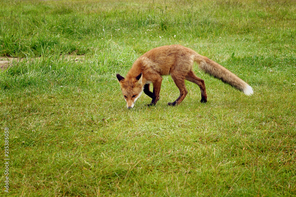 Rotfuchs in Norwegen Stock Photo | Adobe Stock